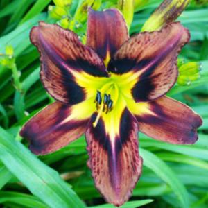 Daylily (Hemerocallis 'Brown Delicious') in the Daylilies Database ...