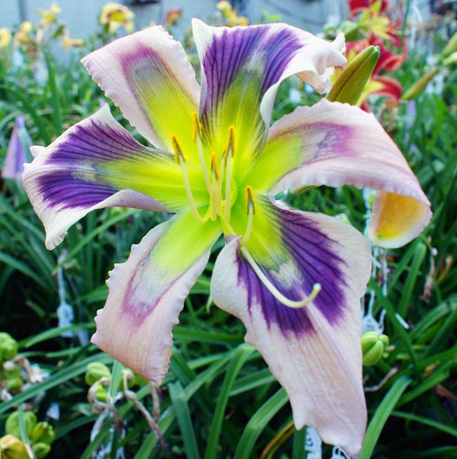 Daylily (Hemerocallis 'Pattern Breaker') in the Daylilies Database ...