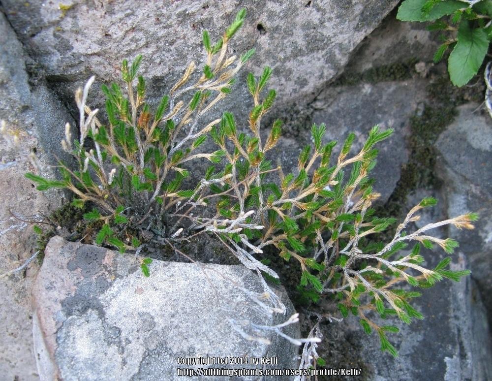 Bushy Spikemoss (Selaginella bigelovii) - Garden.org