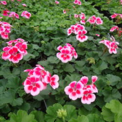 Photo of the bloom of Fish Geranium (Pelargonium Tango™ Rose Mega ...