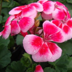 Photo of the bloom of Fish Geranium (Pelargonium Tango™ Rose Mega ...