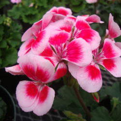 Photo of the bloom of Fish Geranium (Pelargonium Tango™ Rose Mega ...