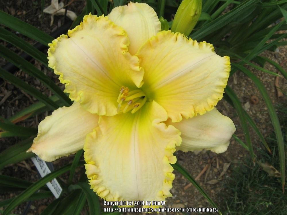 Daylily (Hemerocallis 'Tall Blonde and Handsome') in the Daylilies ...