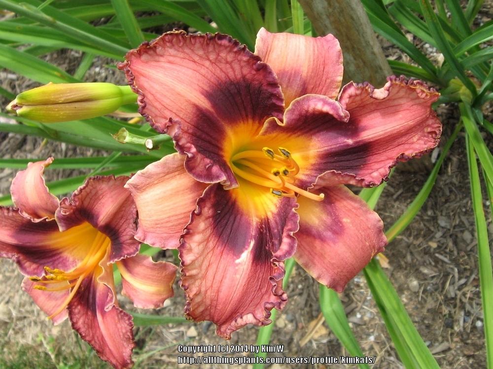Photo of the bloom of Daylily (Hemerocallis 'Flight of the Raven') posted by kimkats - Garden.org