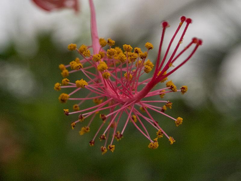 Photo of the stamens, filaments and pistils of Chinese Lanterns ...