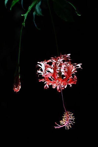 Photo of the bloom of Chinese Lanterns (Hibiscus schizopetalus) posted ...
