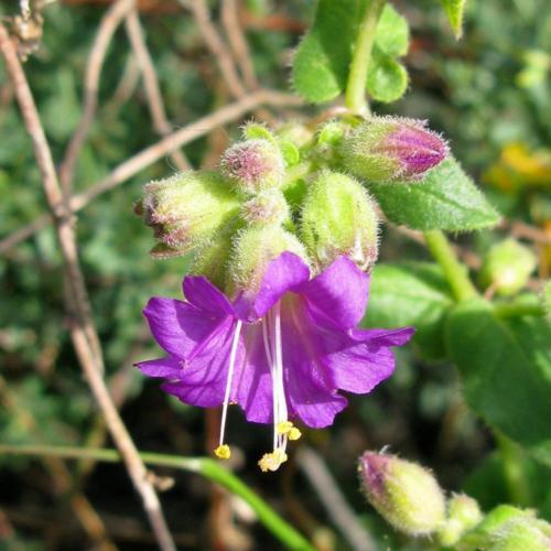 Wishbone Bush (Mirabilis laevis) in the Mirabilis Database - Garden.org