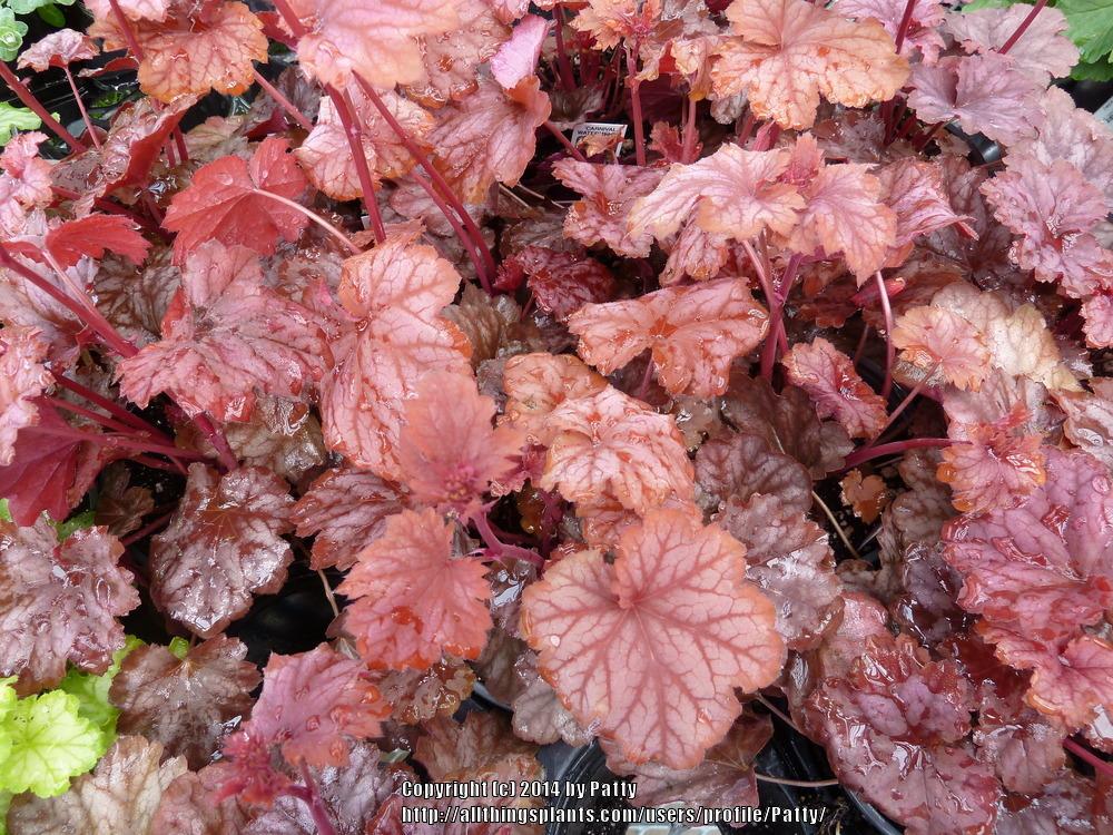 Photo of the entire plant of Coral Bells (Heuchera 'Carnival Watermelon ...