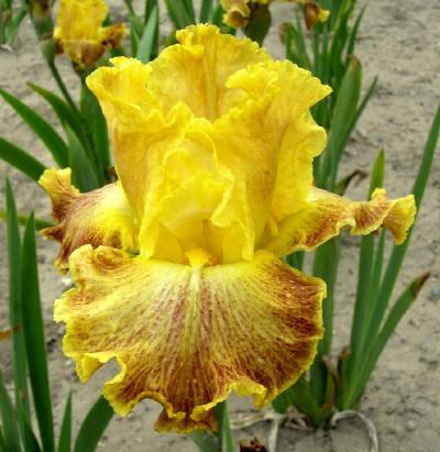 Tall Bearded Iris (Iris 'Solar Storm') in the Irises Database - Garden.org