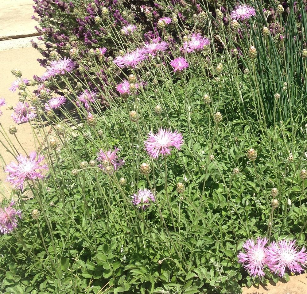 Bachelor’s Button (Psephellus bellus) - Garden.org