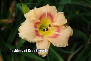 Daylily (Hemerocallis 'Carla's Pretty') in the Daylilies Database ...