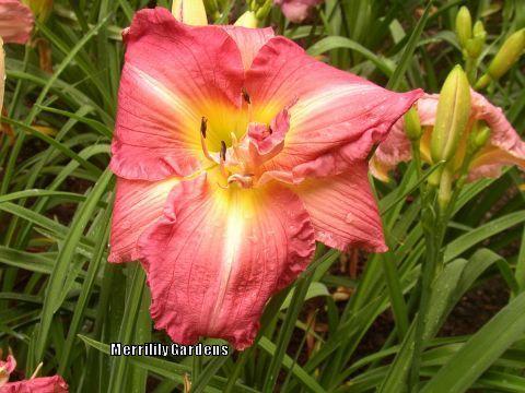 Daylily (Hemerocallis 'Rose Doubloon') in the Daylilies Database ...