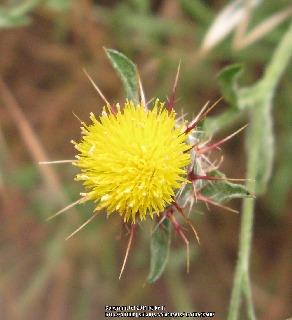 Maltese Star Thistle (Centaurea melitensis) - Garden.org