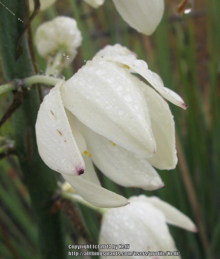 Photo of the bloom of Chaparral Yucca (Hesperoyucca whipplei) posted by ...