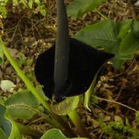 Photo of the bloom of Arum palaestinum posted by Kelli - Garden.org