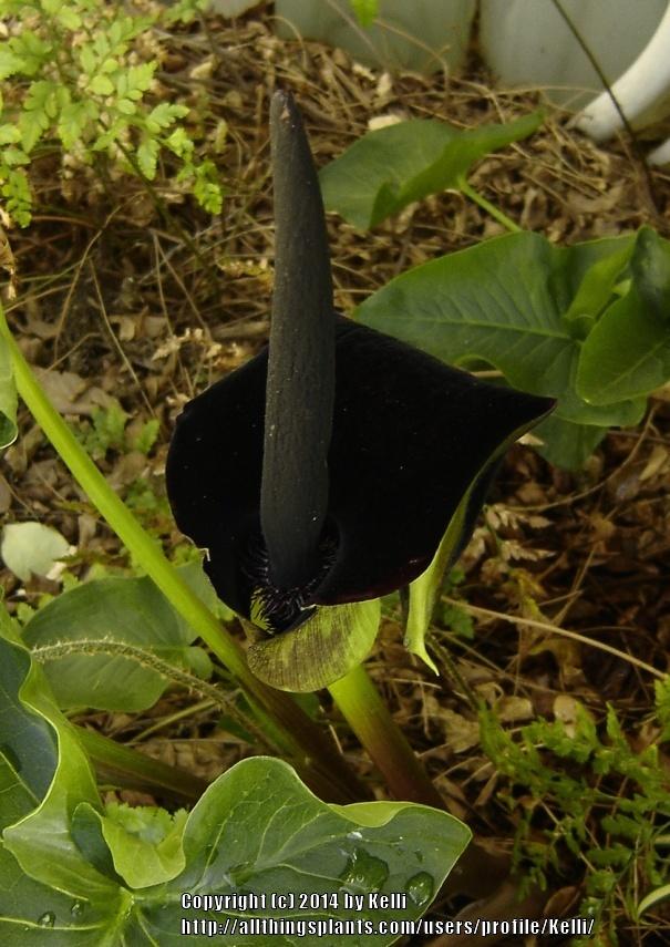 Photo of the bloom of Arum palaestinum posted by Kelli - Garden.org