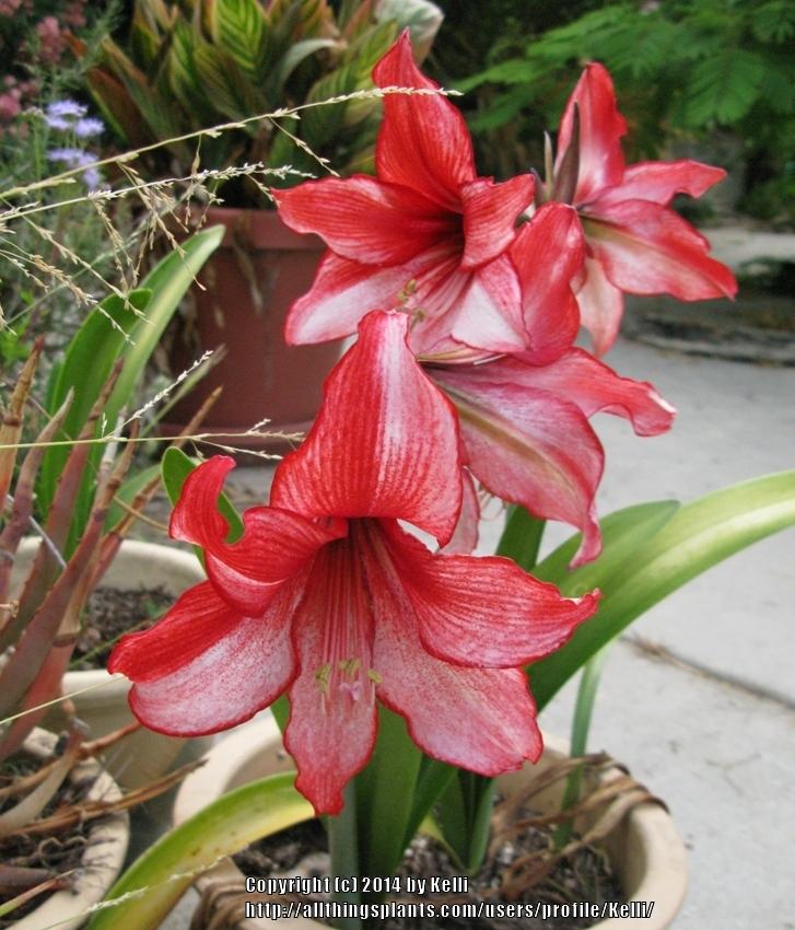 Photo of the bloom of Amaryllis (Hippeastrum 'Charisma') posted by ...