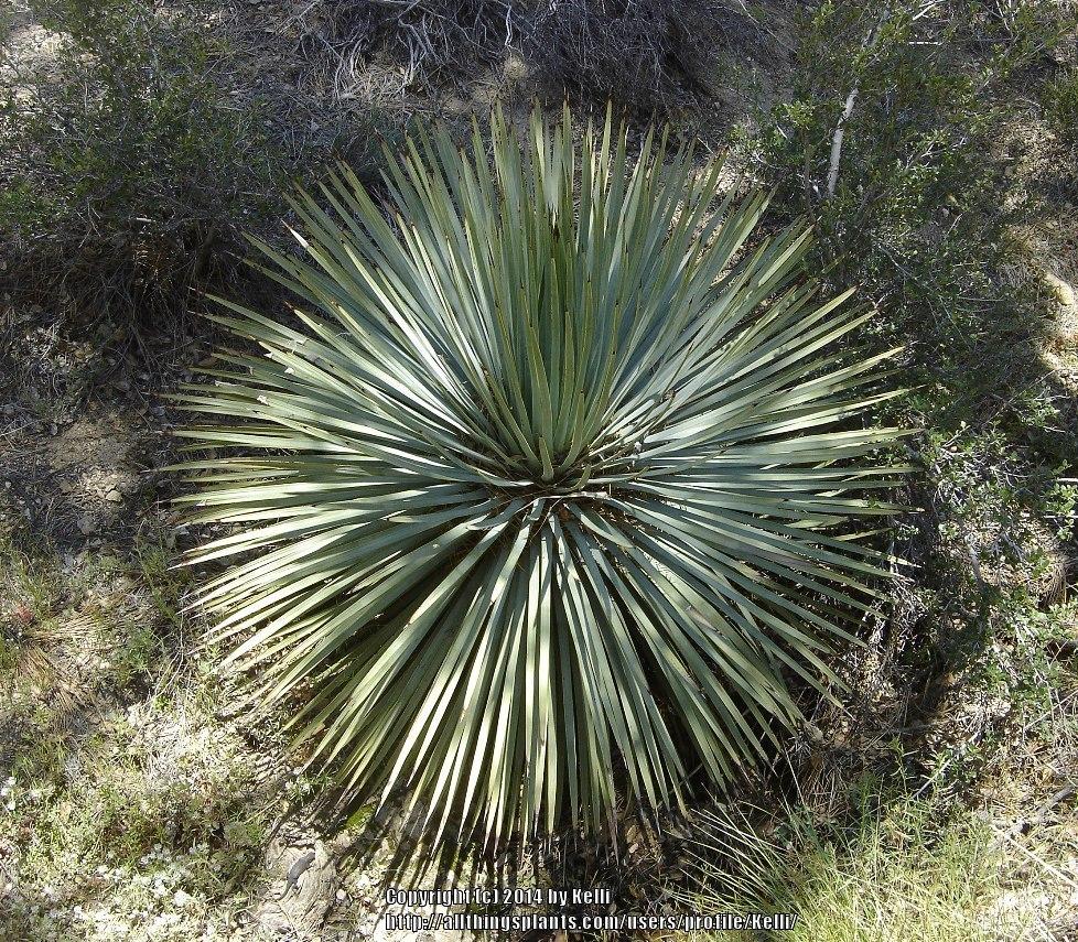 Photo of the entire plant of Chaparral Yucca (Hesperoyucca whipplei ...