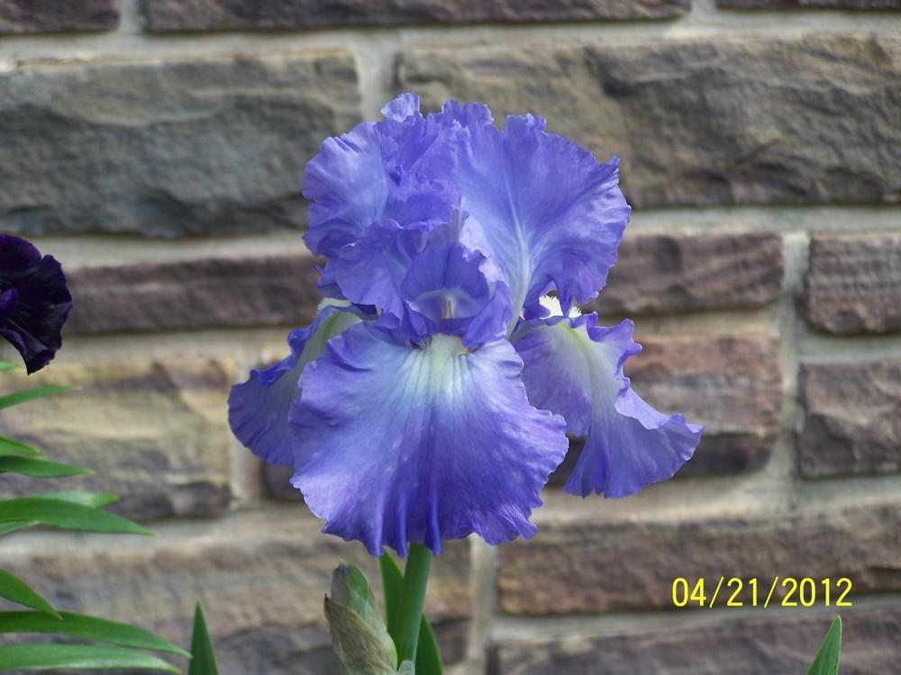 Photo of the bloom of Tall Bearded Iris (Iris 'Victoria Falls') posted ...