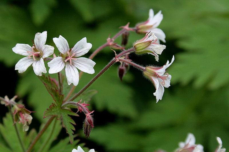 Geranium (Geranium albiflorum) in the Geraniums Database - Garden.org