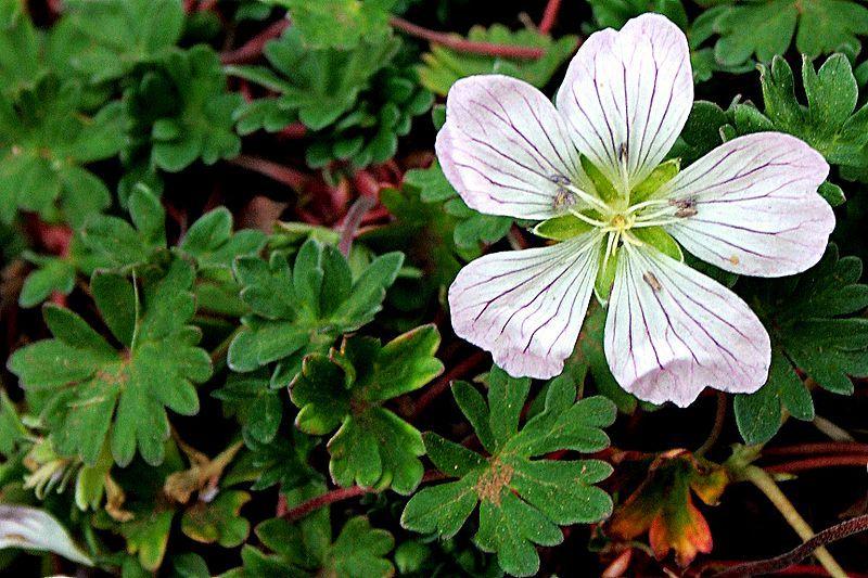 Geranium (Geranium nanum) in the Geraniums Database - Garden.org
