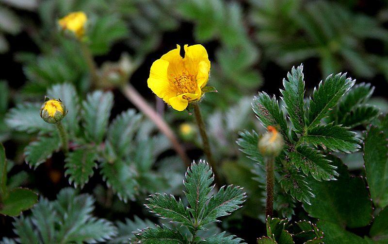 Pacific silverweed (Argentina anserina subsp. groenlandica) - Garden.org