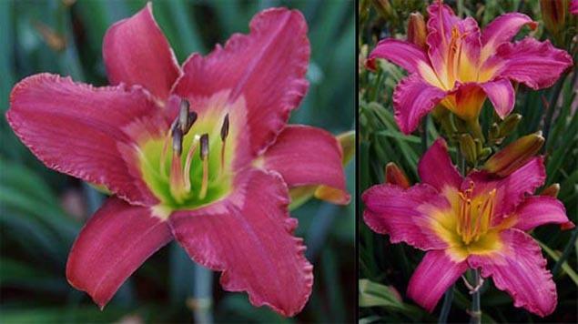 Daylily (Hemerocallis 'Pirate Rudolf') in the Daylilies Database ...