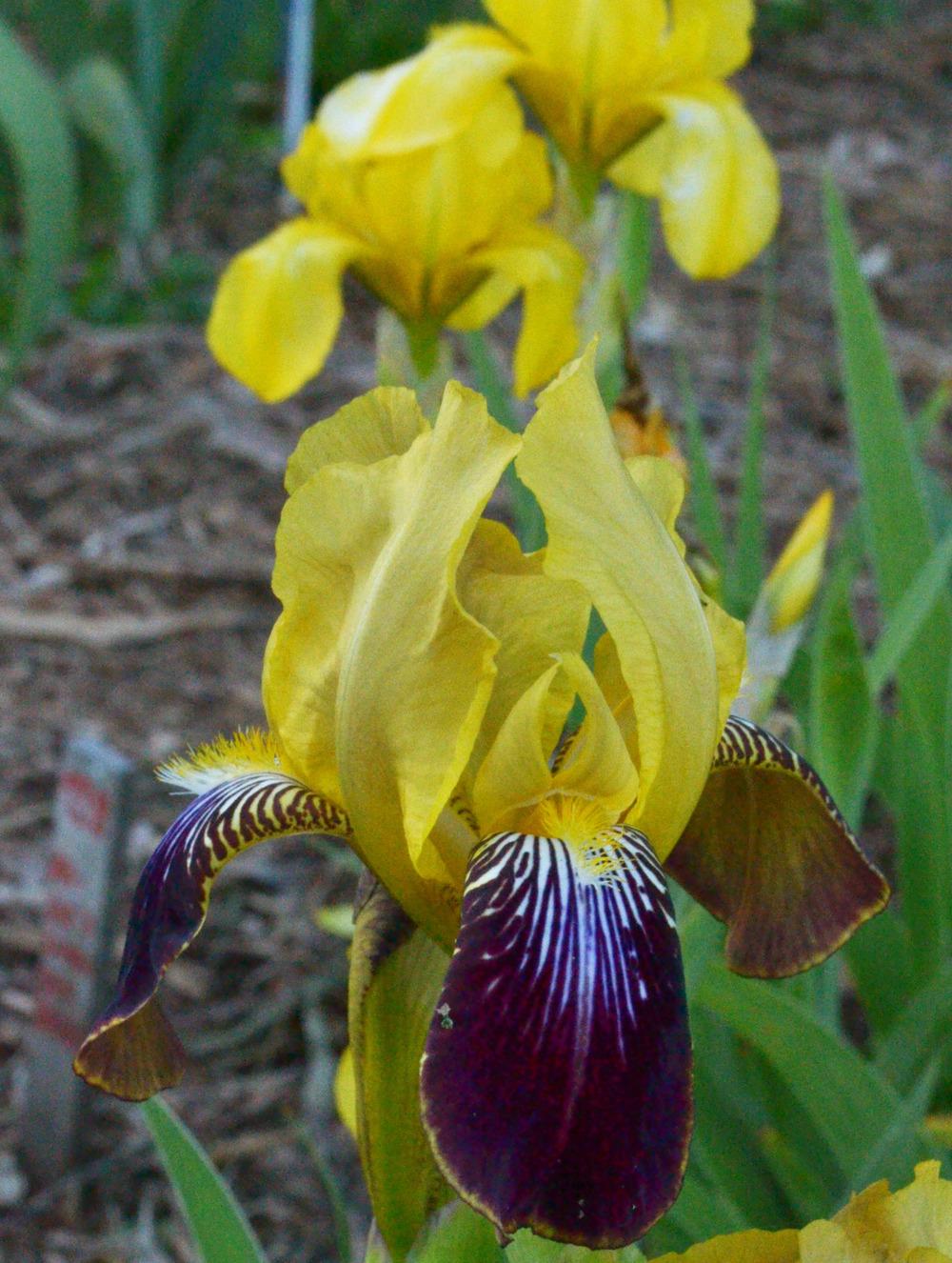 Tall Bearded Iris (Iris 'W. J. Fryer') in the Irises Database - Garden.org