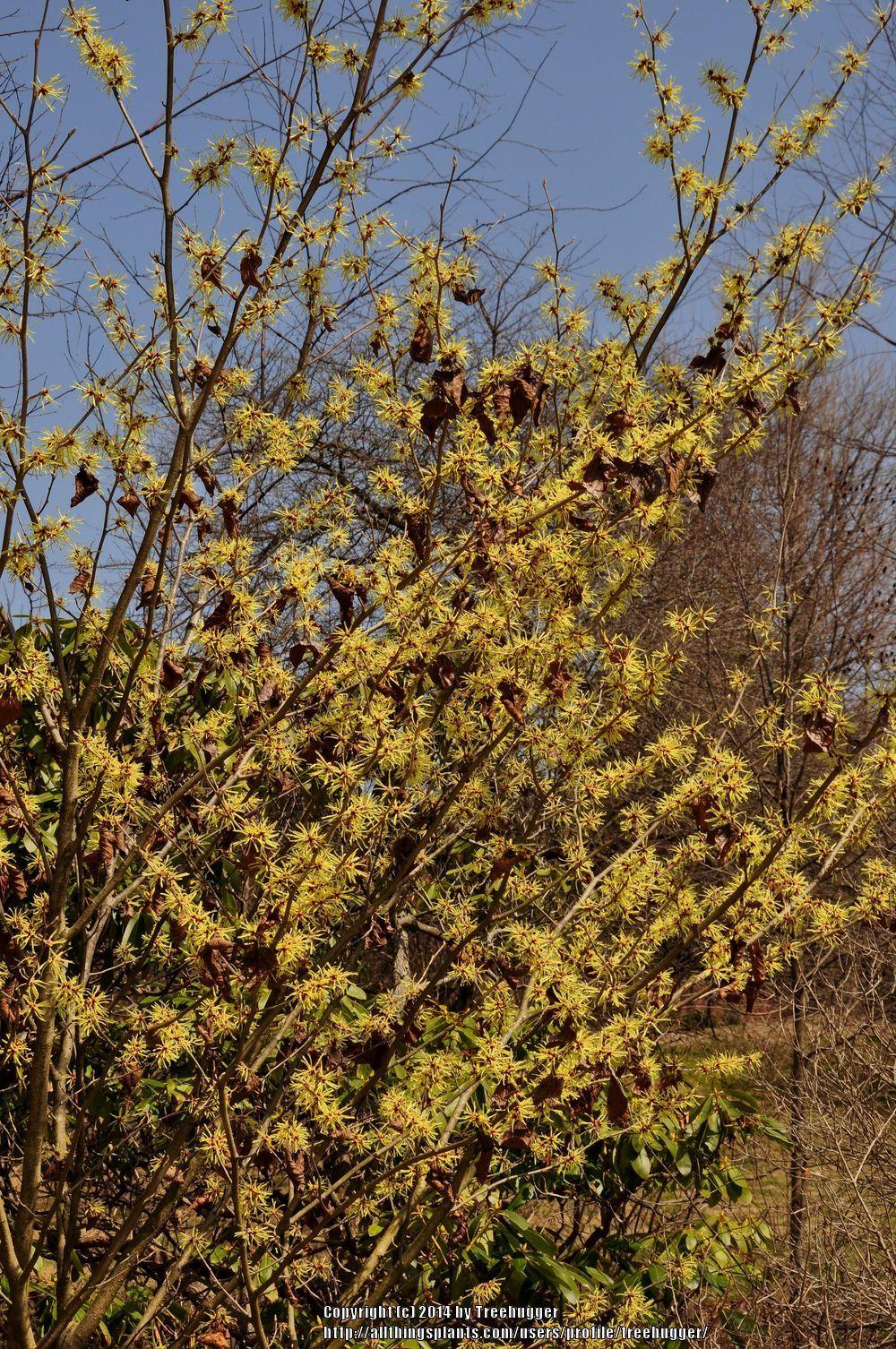 Photo of the bloom of Witch Hazel (Hamamelis 'Sunburst') posted by ...
