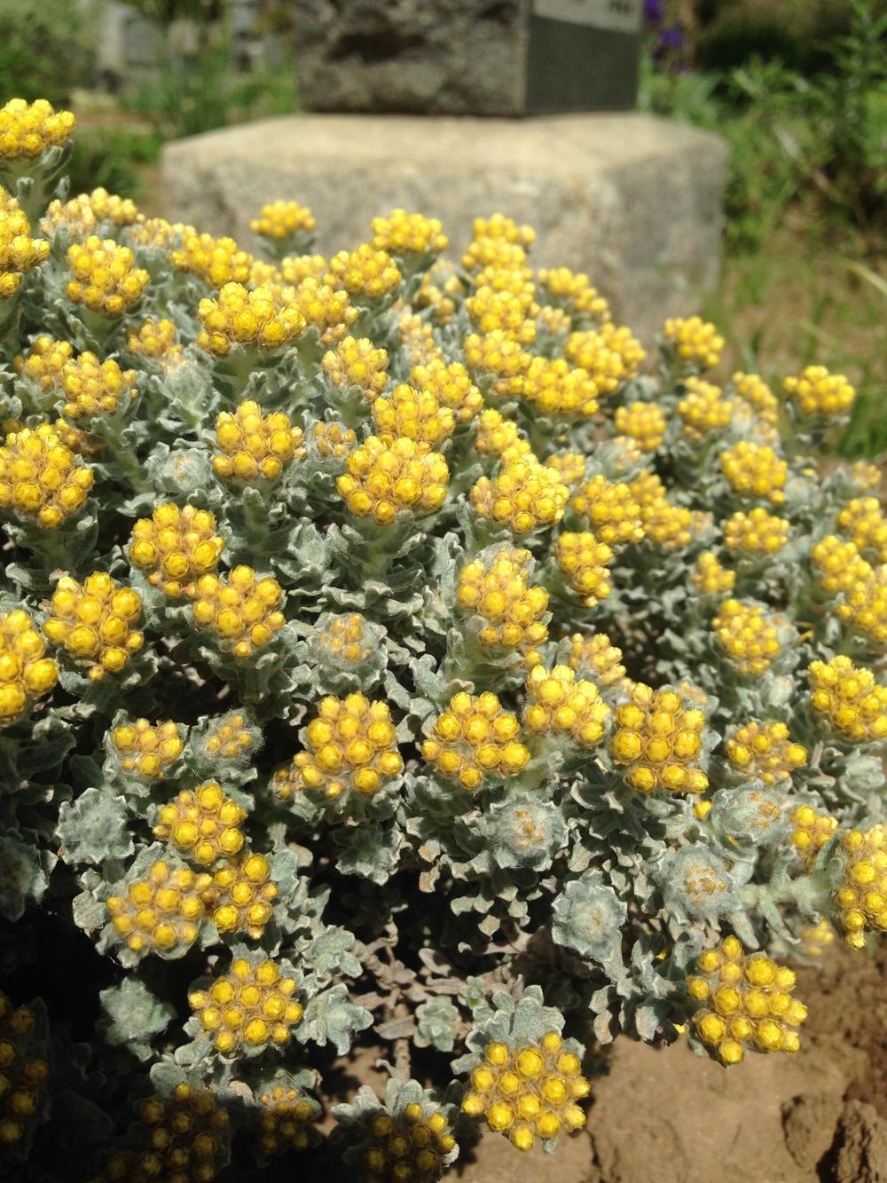 Cape Gold (Helichrysum splendidum) - Garden.org