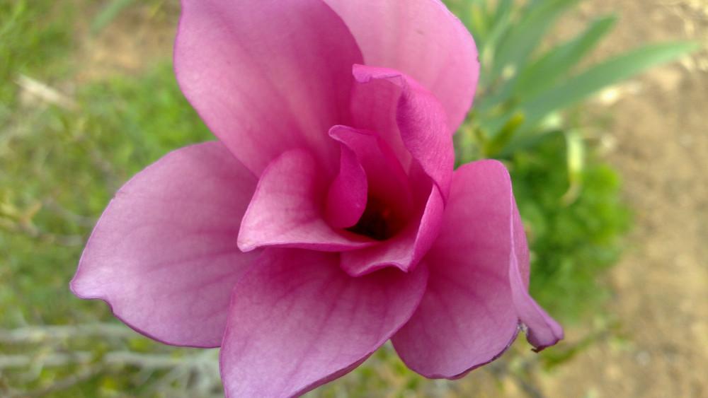 Magnolia 'Ann' in the Magnolias Database - Garden.org