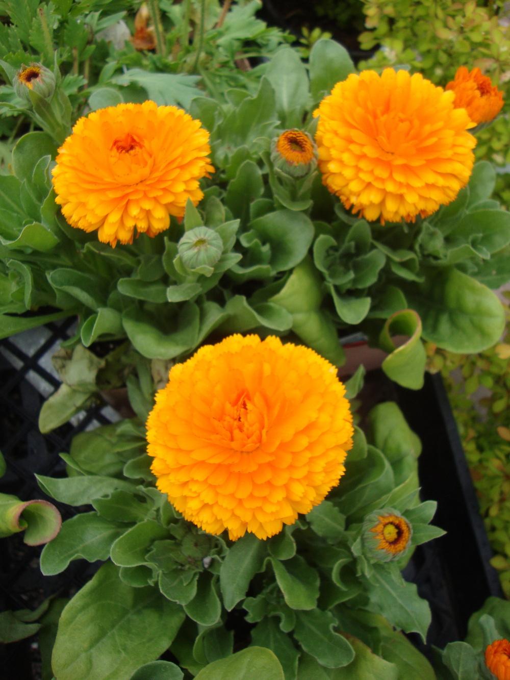 Photo of the entire plant of Calendula Bon Bon™ Orange posted by ...