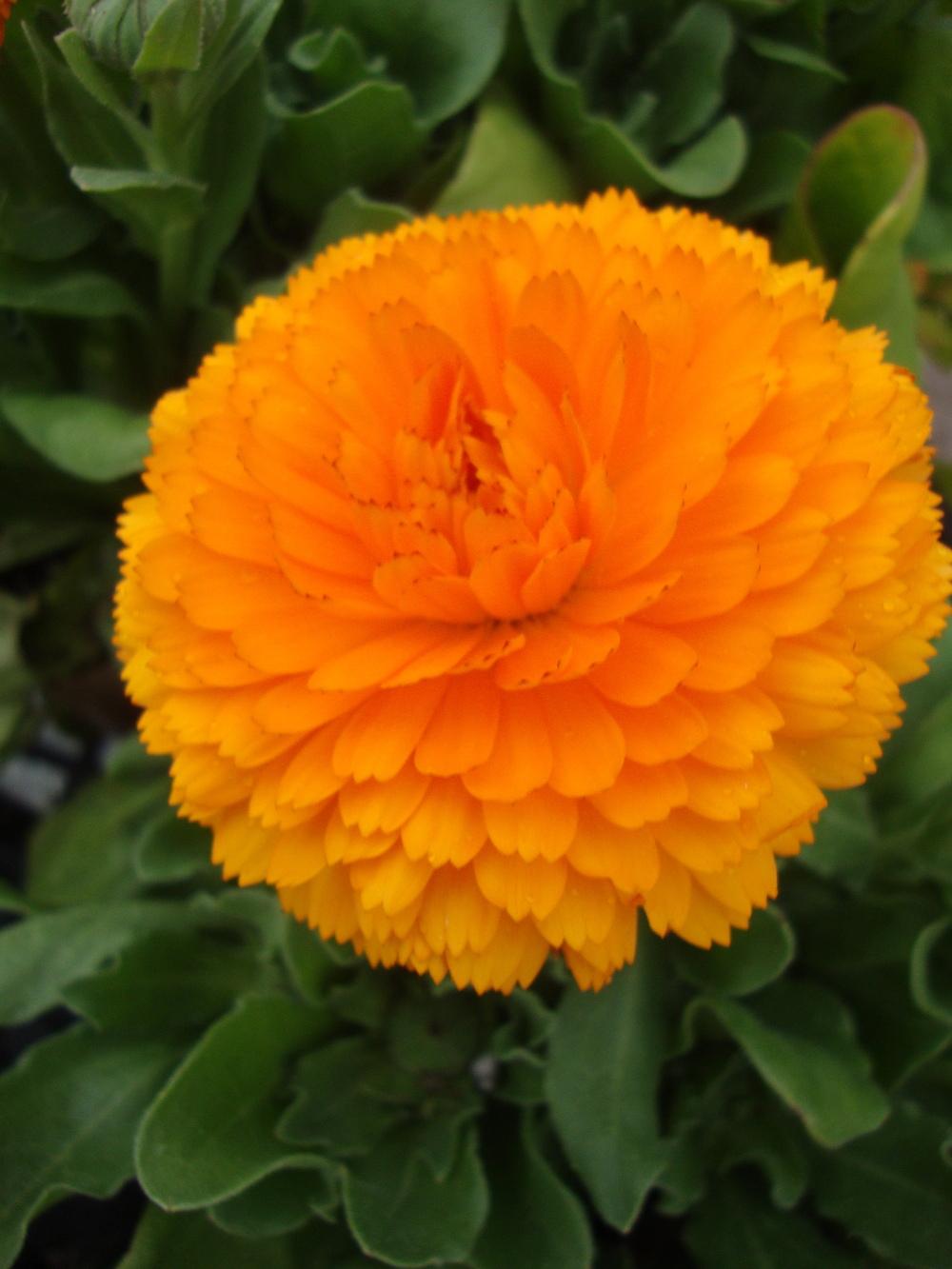 Calendula Bon Bon™ Orange - Garden.org