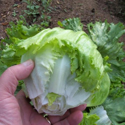 Lettuce (Lactuca sativa 'Iceberg') in the Lettuces Database - Garden.org