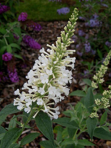 Butterfly Bush (Buddleja InSpired™ White) in the Butterfly Bushes ...