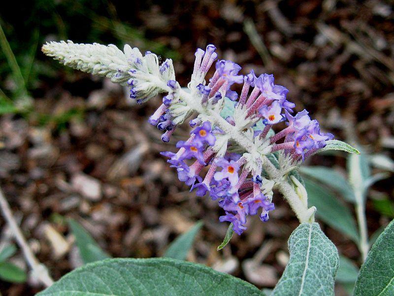 Buddleja fallowiana in the Butterfly Bushes Database - Garden.org