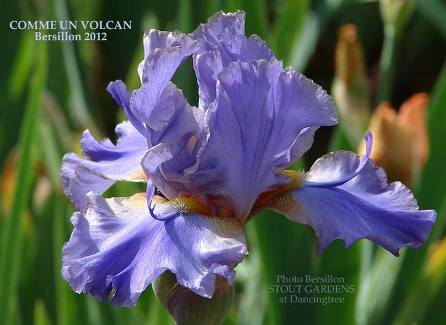 Tall Bearded Iris (Iris 'Comme un Volcan') in the Irises Database ...