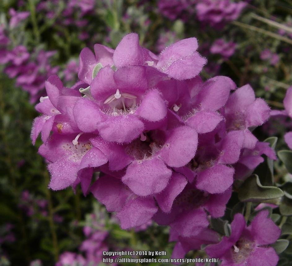 Photo of the bloom of Texas Sage (Leucophyllum frutescens) posted by ...