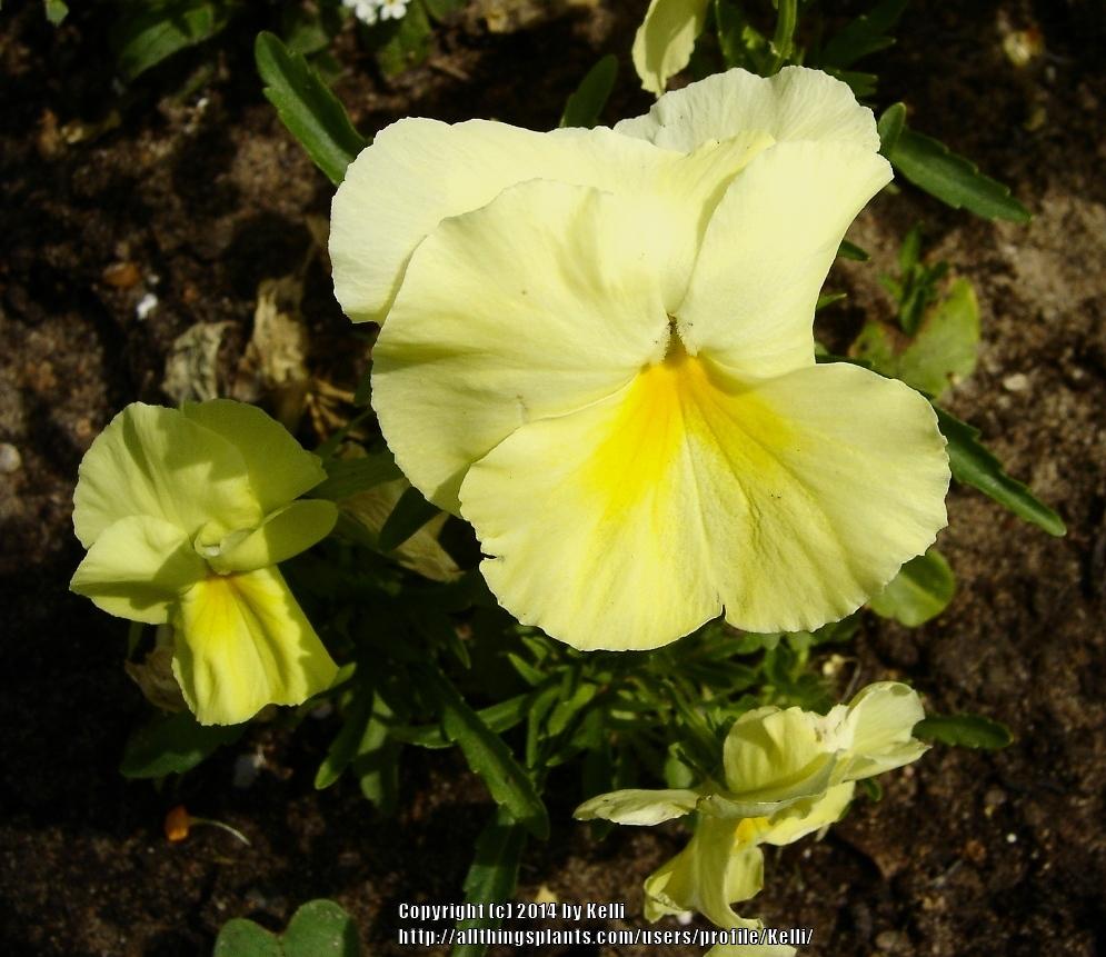 Pansy (Viola x wittrockiana 'Panola™ Primrose') in the Violas Database ...