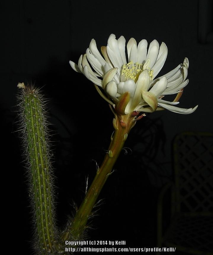 Snake Cactus (Peniocereus serpentinus) - Garden.org