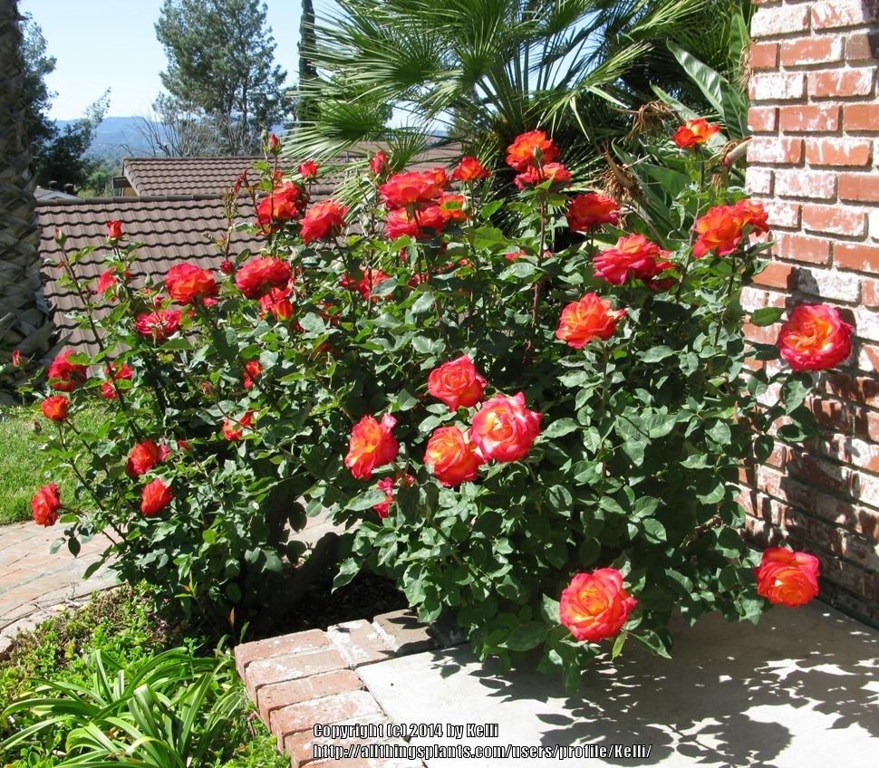 Photo of the entire plant of Rose (Rosa 'Perfect Moment') posted by ...