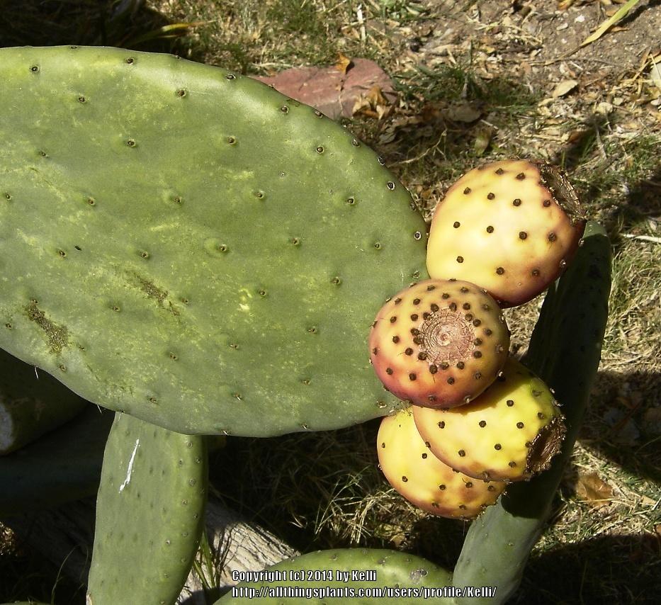 Photo of the fruit of Indian Fig (Opuntia ficus-indica) posted by Kelli ...