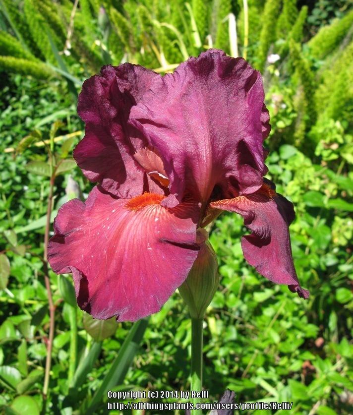 Photo of the bloom of Tall Bearded Iris (Iris 'Lady Friend') posted by ...
