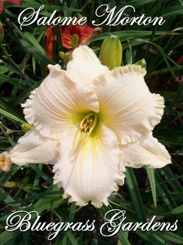 Daylily (Hemerocallis 'Salome Morton') in the Daylilies Database ...