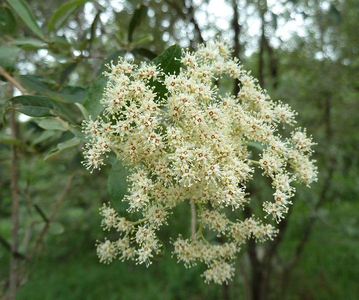 Photo of the bloom of False Olive Tree (Buddleja saligna) posted by ...
