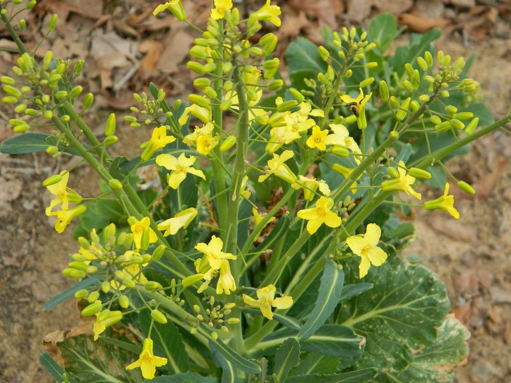 Photo of the bloom of Collards (Brassica oleracea var. viridis 'Georgia ...
