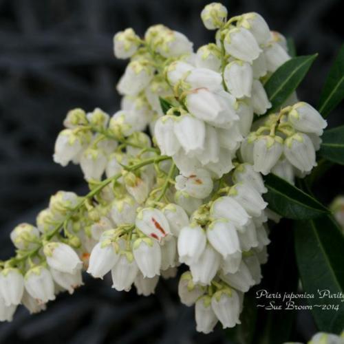 Japanese Andromeda (Pieris japonica 'Purity') - Garden.org