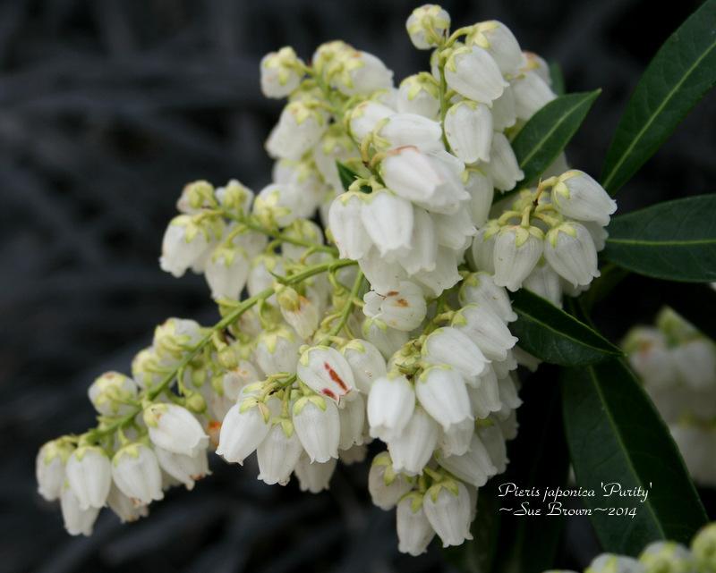 Japanese Andromeda (Pieris japonica 'Purity') - Garden.org