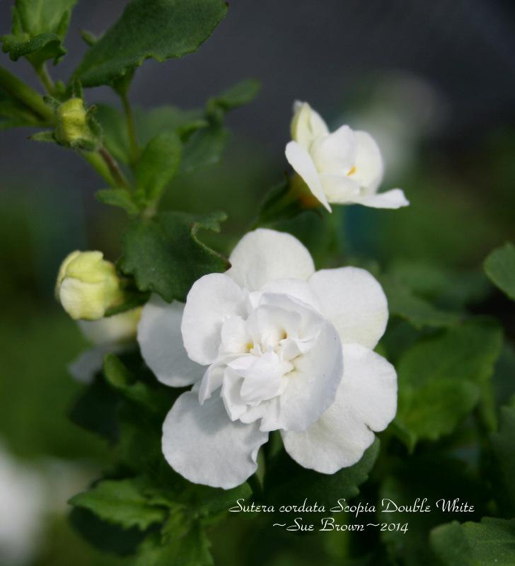 Bacopa (Sutera cordata Scopia® Double White) - Garden.org