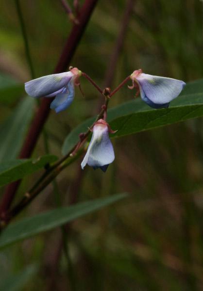 Photo of the bloom of Panicled Tick Trefoil (Desmodium paniculatum ...